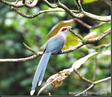 I M A G E S of N A T U R E: My Collection of Birds from birding trips.